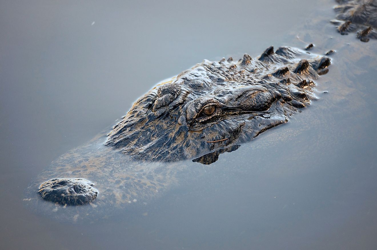 7 Most Alligator Filled Places in Arkansas