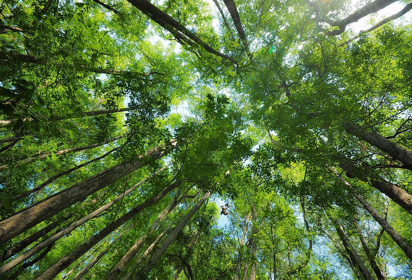 An Eco Tour Through Florida's Nature Coast