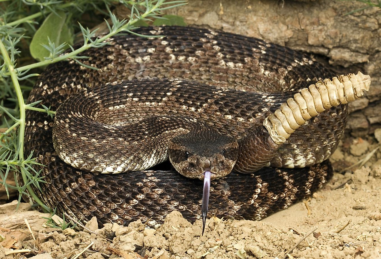 Which State Has More Venomous Snakes: California Or Nevada?