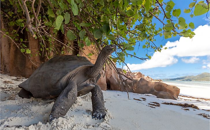 What Animals Live In Mauritius?