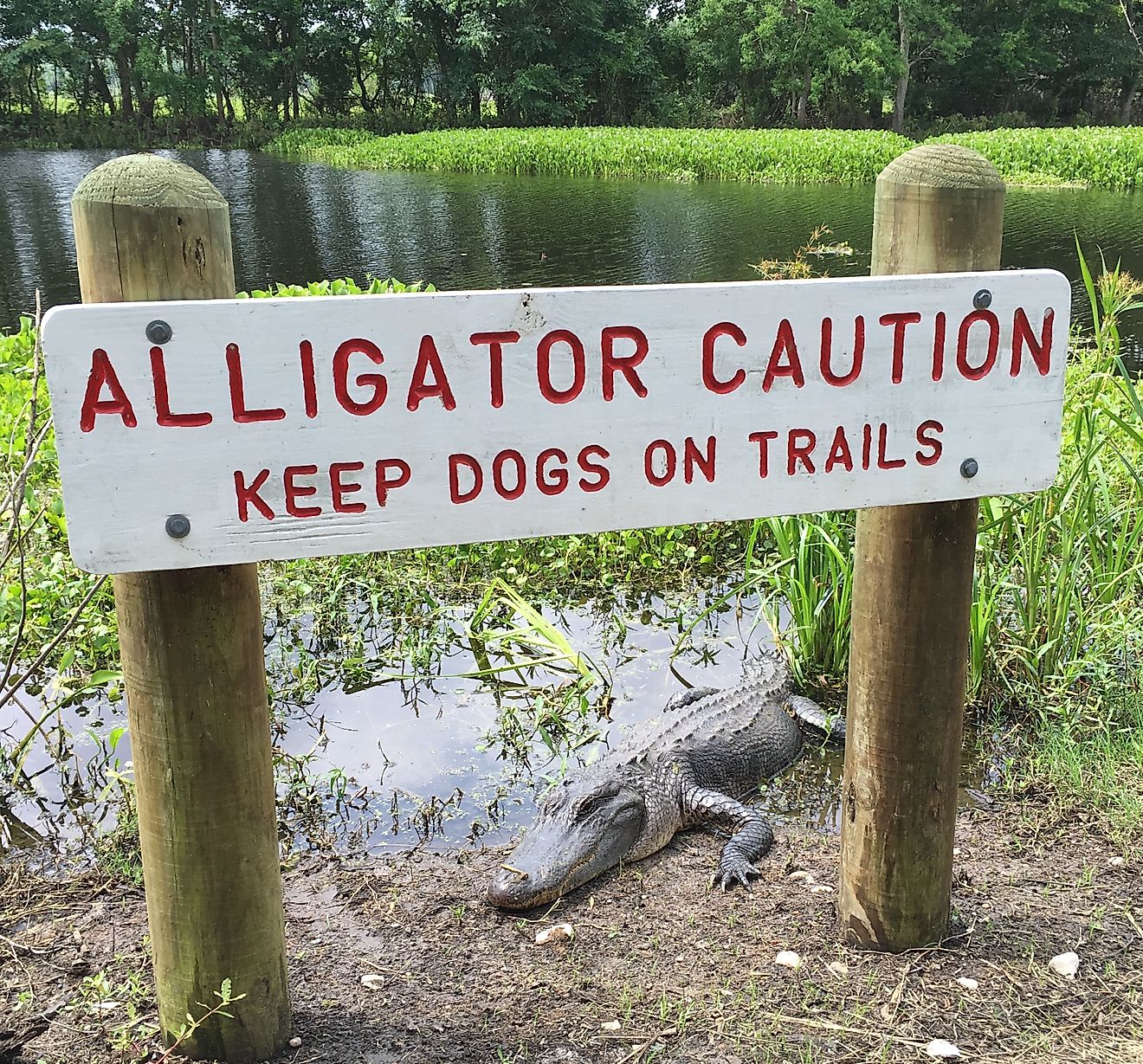 8 Most Alligator Filled Rivers In Texas