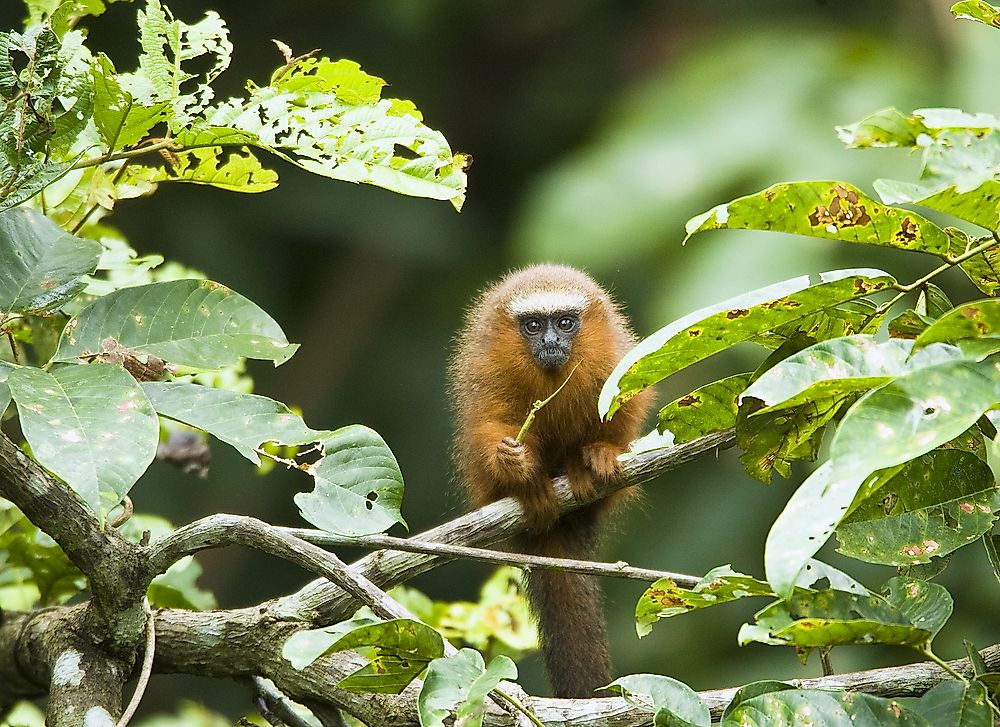 Titi Monkey Facts - Animals of South America