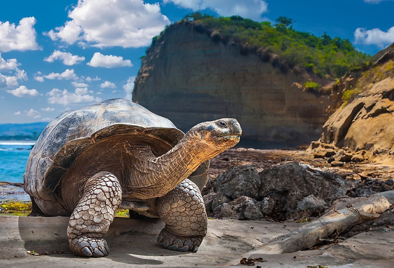 11 Iconic Animals That Live Only In Ecuador
