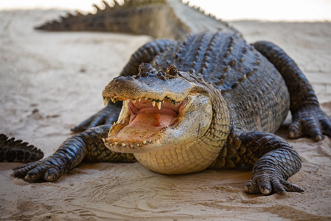 The 12 Deadliest Animals in Texas