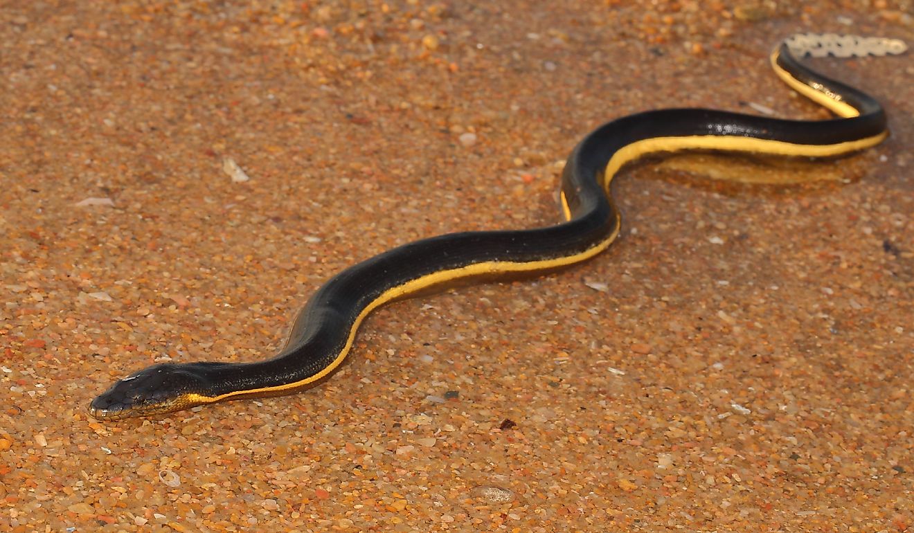 The Venomous Snakes Of Hawaii