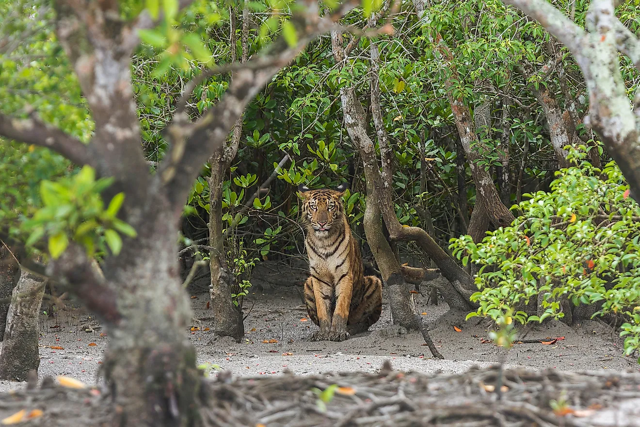 Mangrove Forest - WorldAtlas