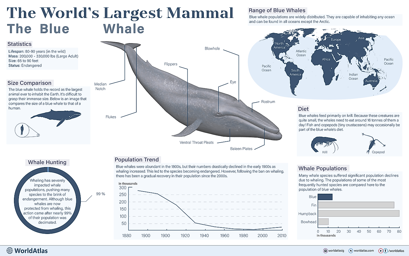 What Is The Largest Mammal?