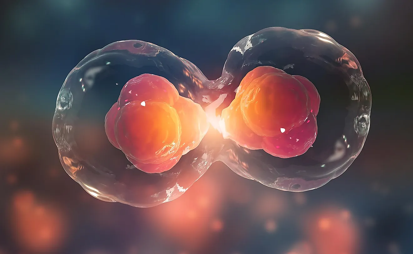 Differences Between Mitosis And Meiosis WorldAtlas Differences Between Mitosis And Meiosis WorldAtlas