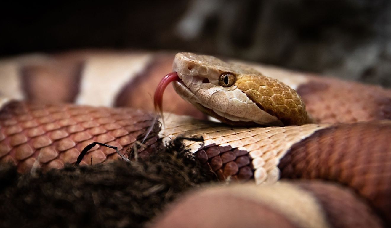 The Most Snake Infested Rivers In New York