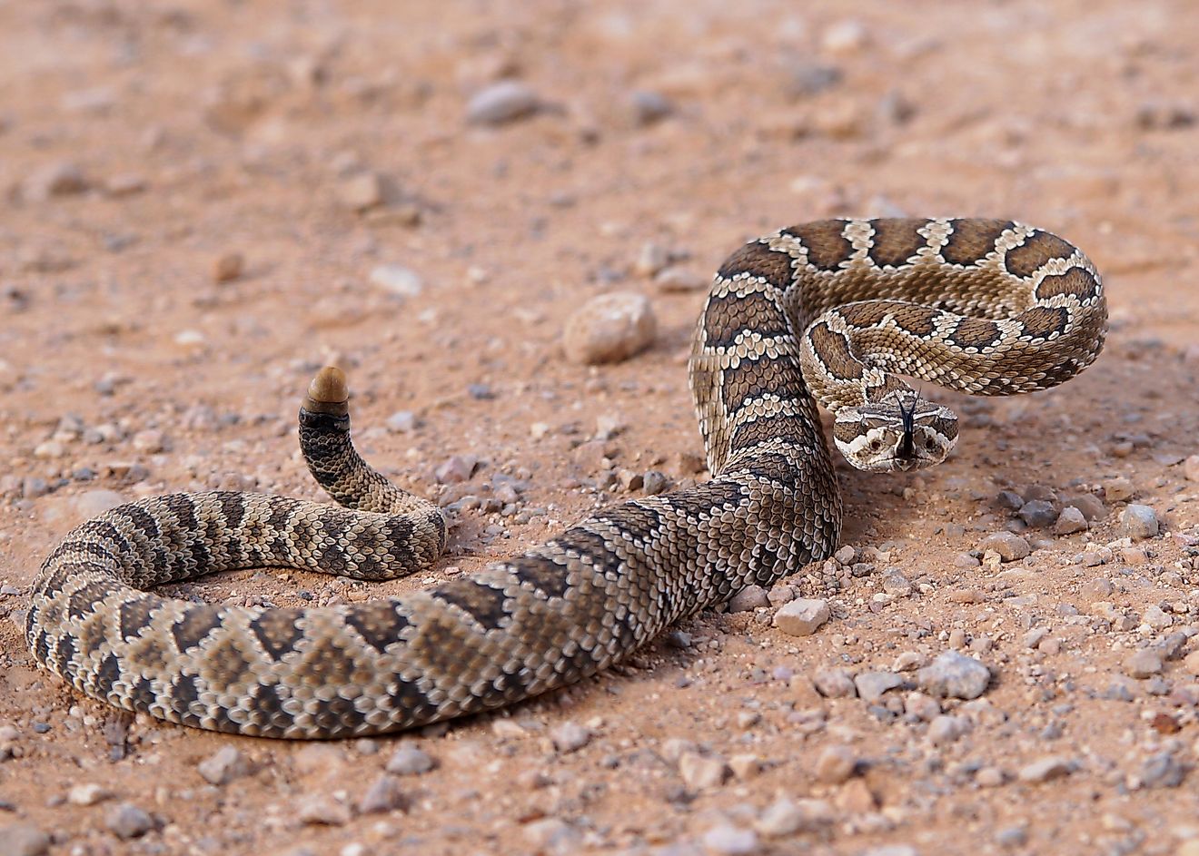 The Venomous Snakes Of Nevada