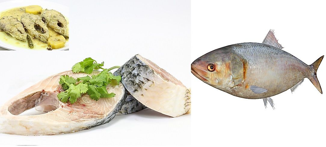 Fish Of Saudi Arabia