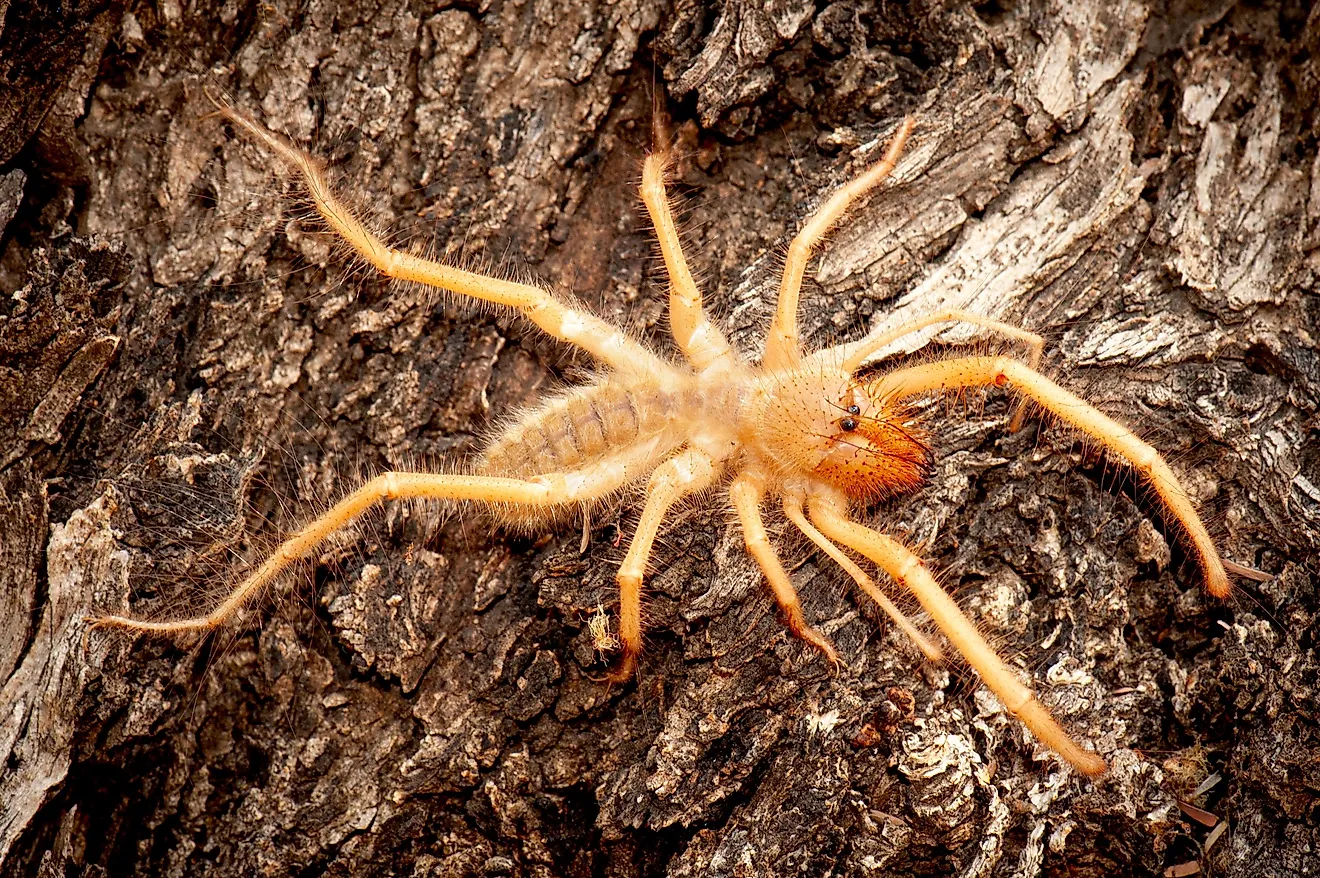 Camel Spider Maps Solifuges (Order Solifugae) · INaturalist