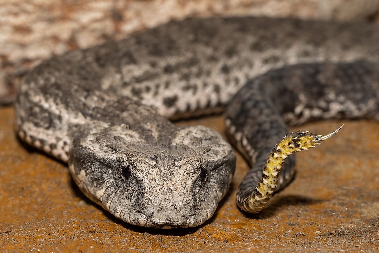 11 Most Venomous Snakes in Victoria