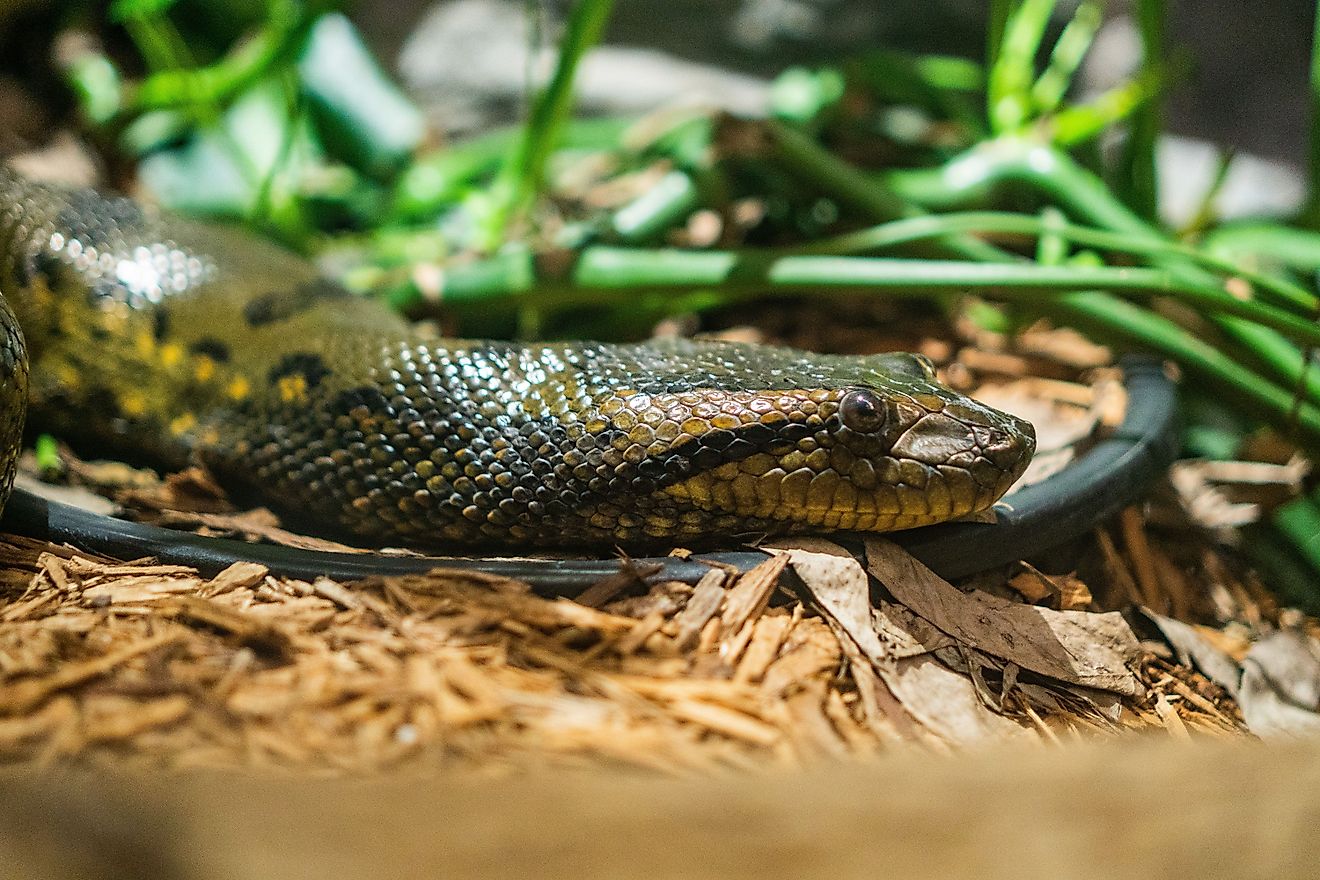 Green Anaconda