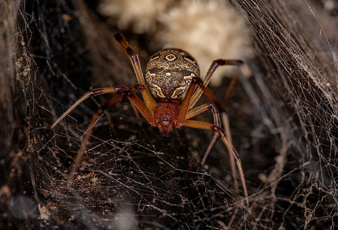 4 Most Venomous Spiders in South Carolina