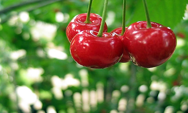 The Leading Producers Of Cherries In The World