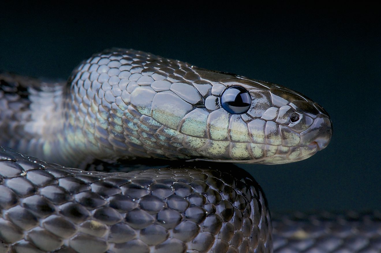 13 Most Snake Infested Areas In Pennsylvania