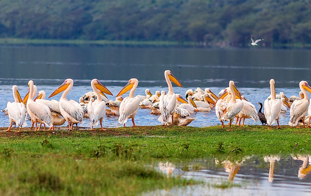 The Rift Valley Lakes of Kenya