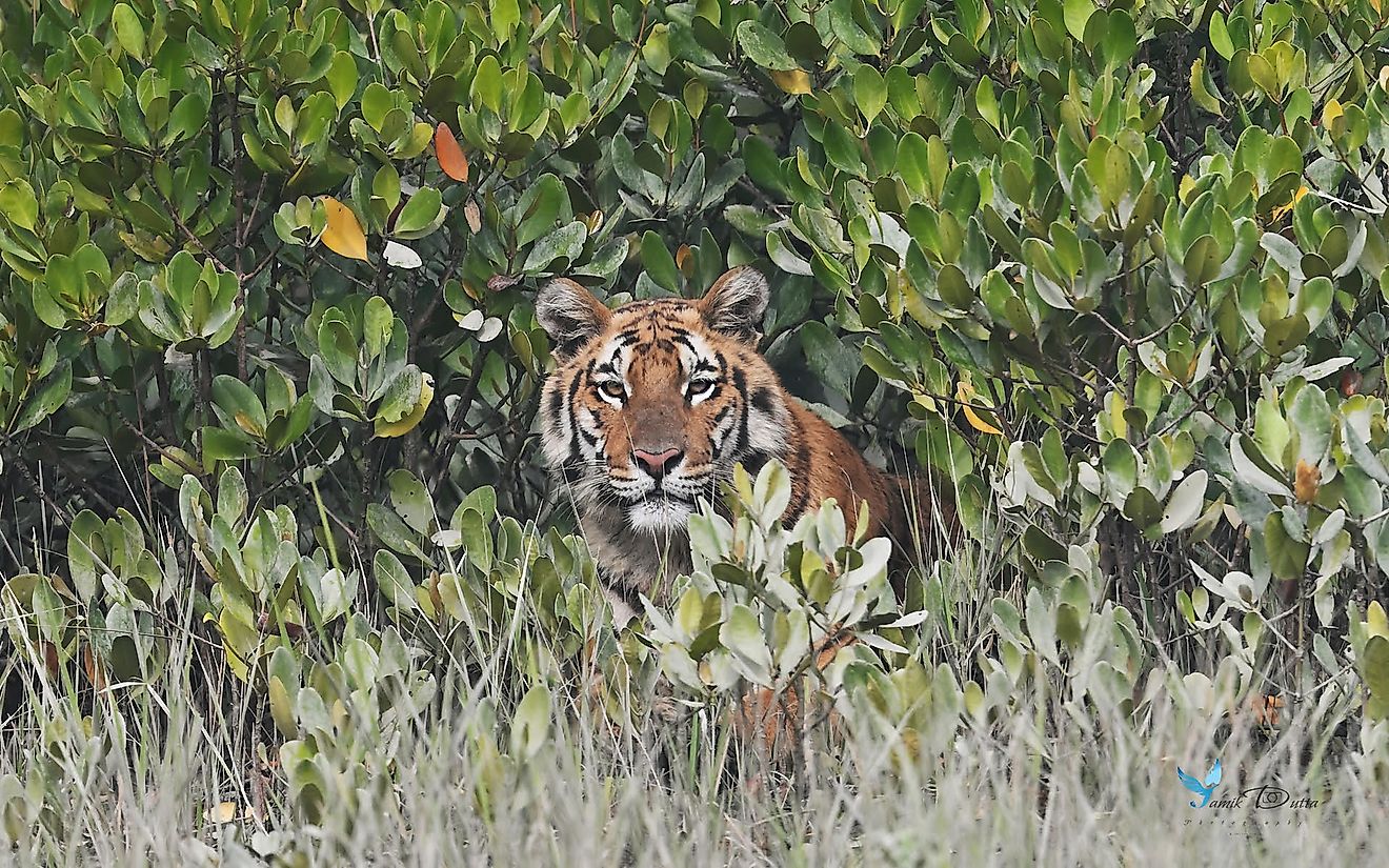 In India's Sundarbans: Where People Live Face-To-Face With Wild Tigers ...