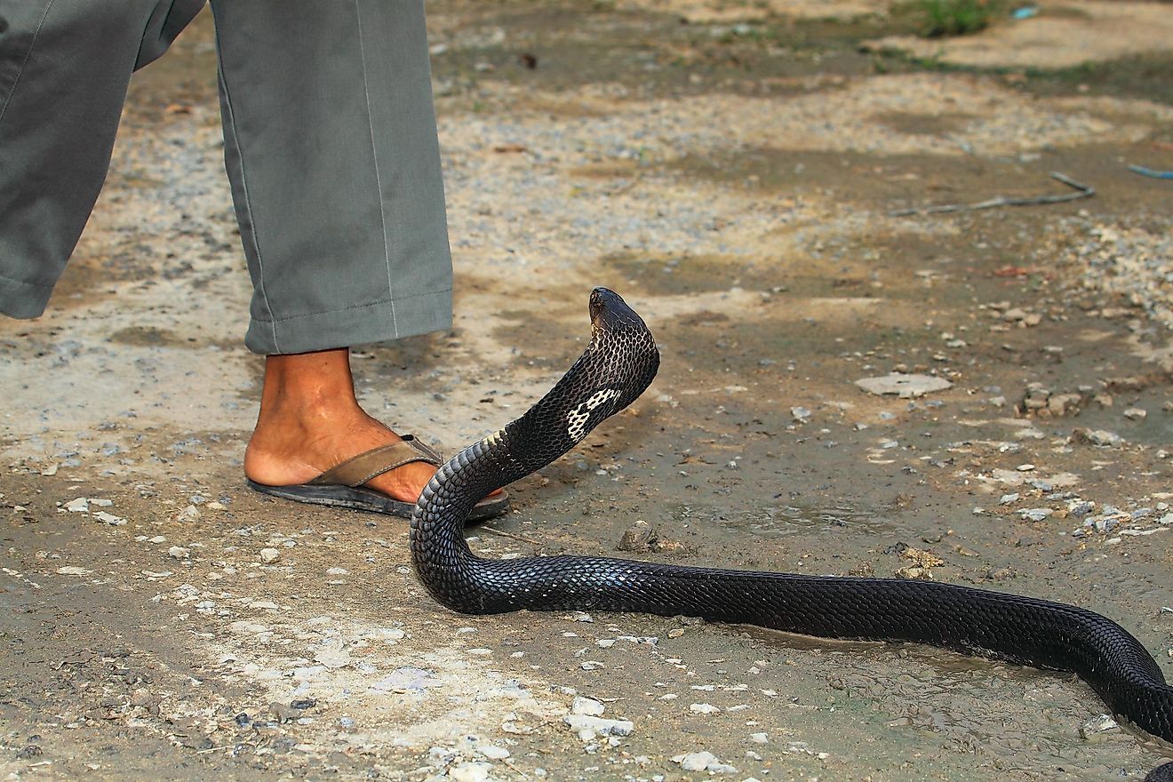 10 Animals That Kill The Most Humans