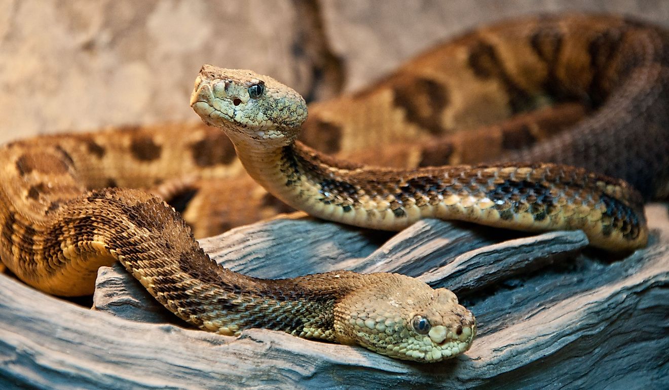 The Most Snake Infested Lakes in Vermont