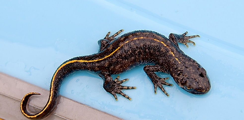 Native Amphibians Of Turkey