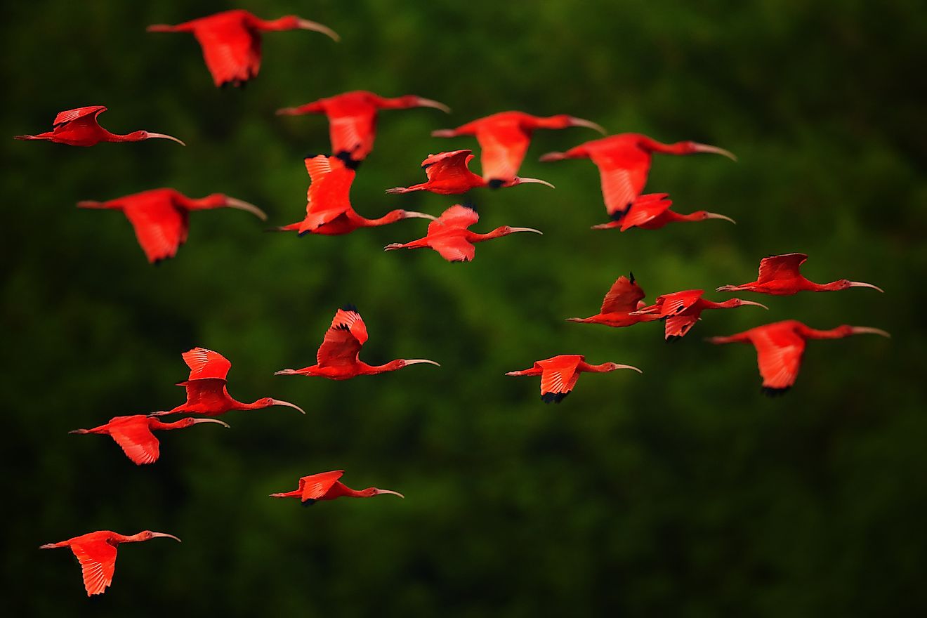 10 Reddest Animals And Birds In The World