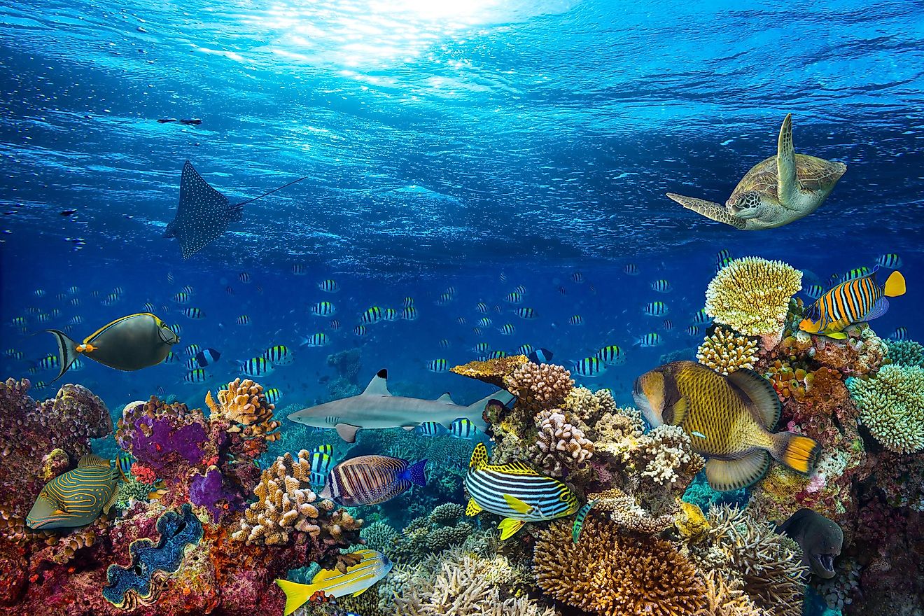 Ocean Zones