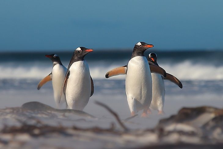 Gentoo Penguin Facts: Animals Of Antarctica - WorldAtlas