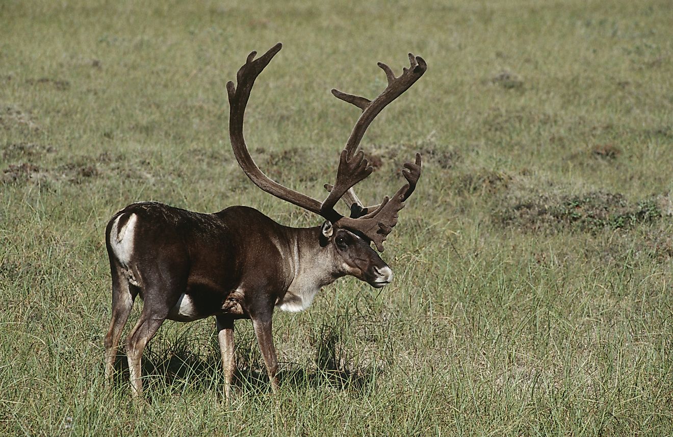 Caribou Facts: Animals of North America
