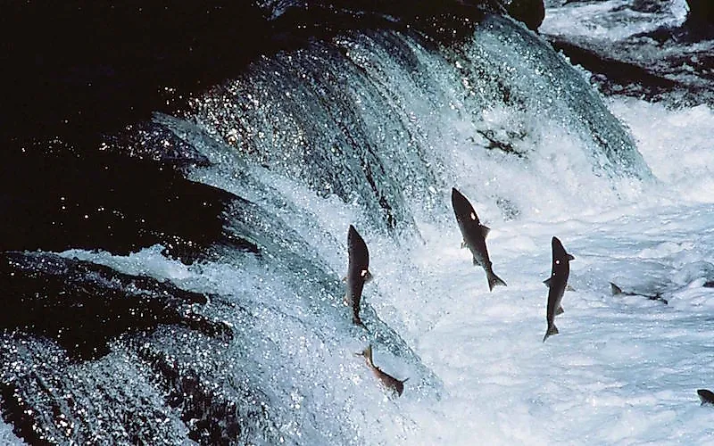 Amazing Natural Phenomena: The Great Salmon Run - WorldAtlas