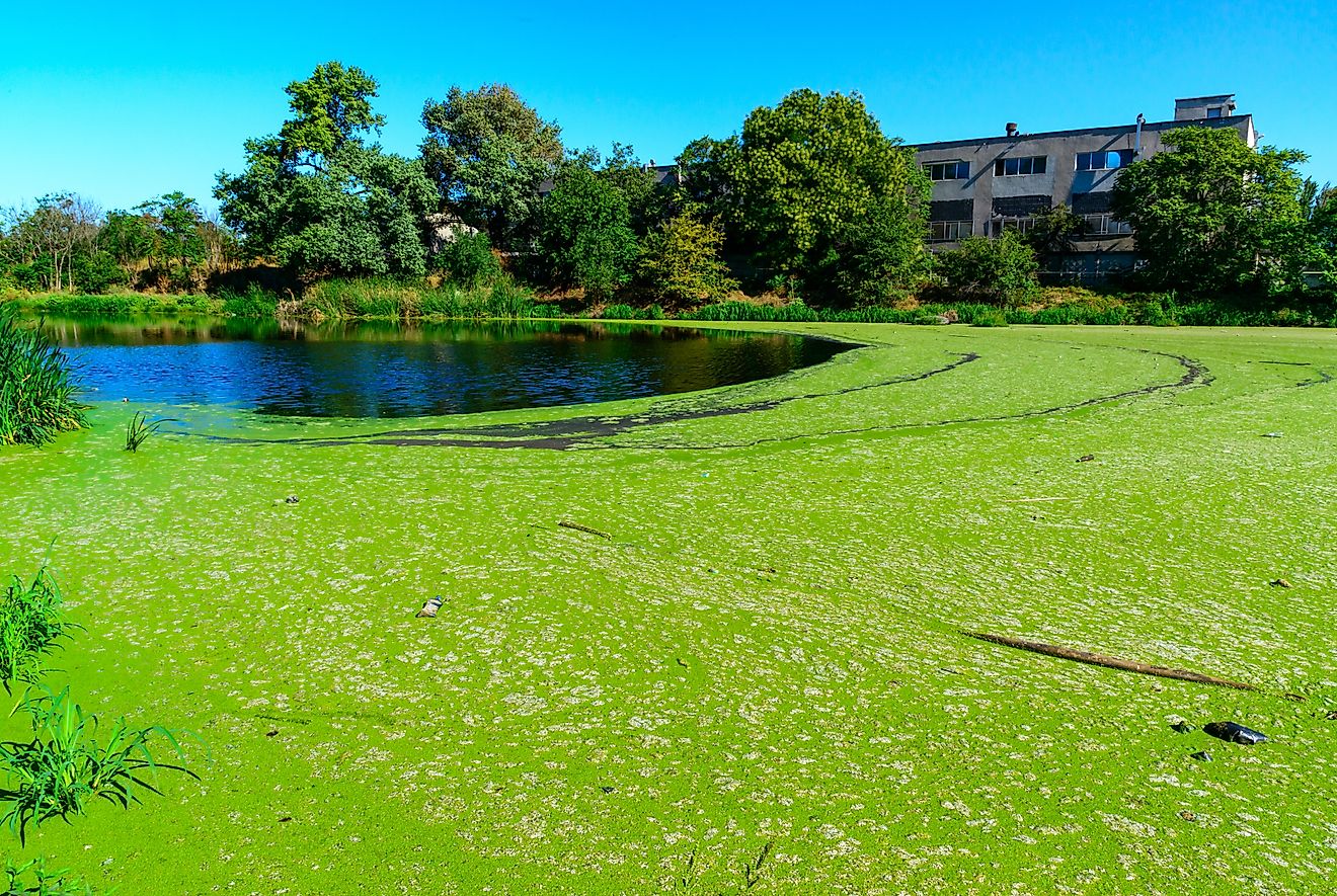 What Makes a Lake 'Dead'?
