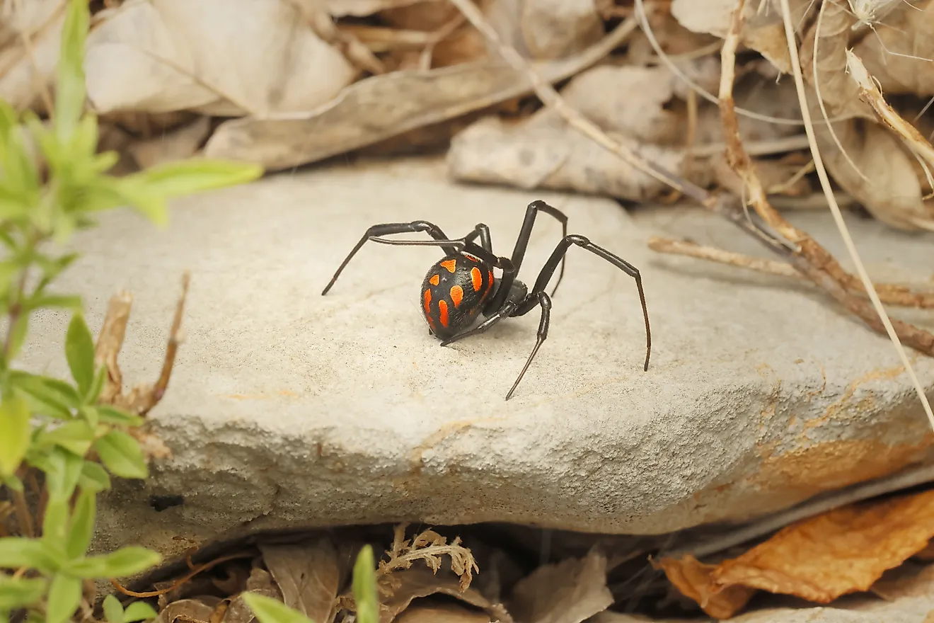 4 Most Venomous Spiders in Arkansas