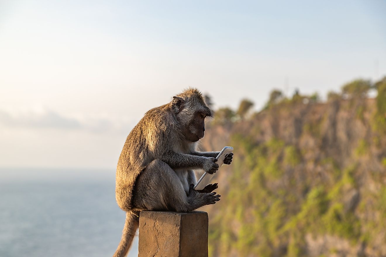 Ways In Which Technology Aids Wildlife Conservation