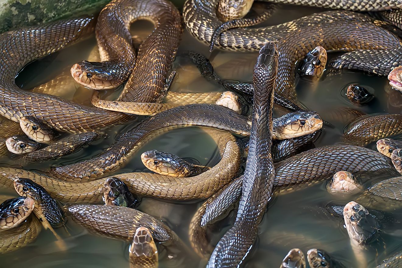 The Most Snake Infested Lakes in New Mexico