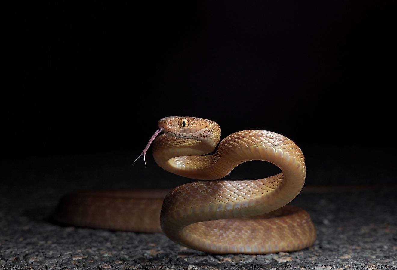 The Venomous Snakes Of Queensland