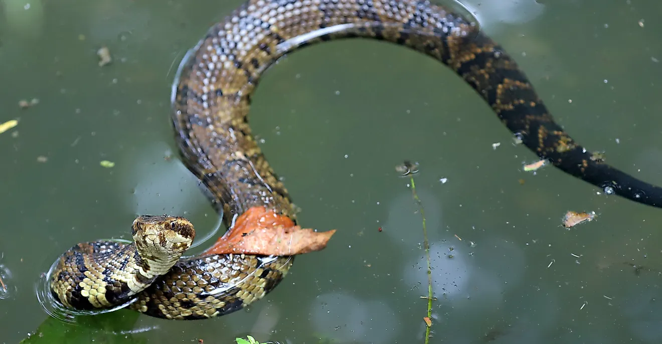 The Most Snake Infested Lakes in Mississippi