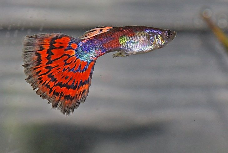 Native Fish Of Venezuela