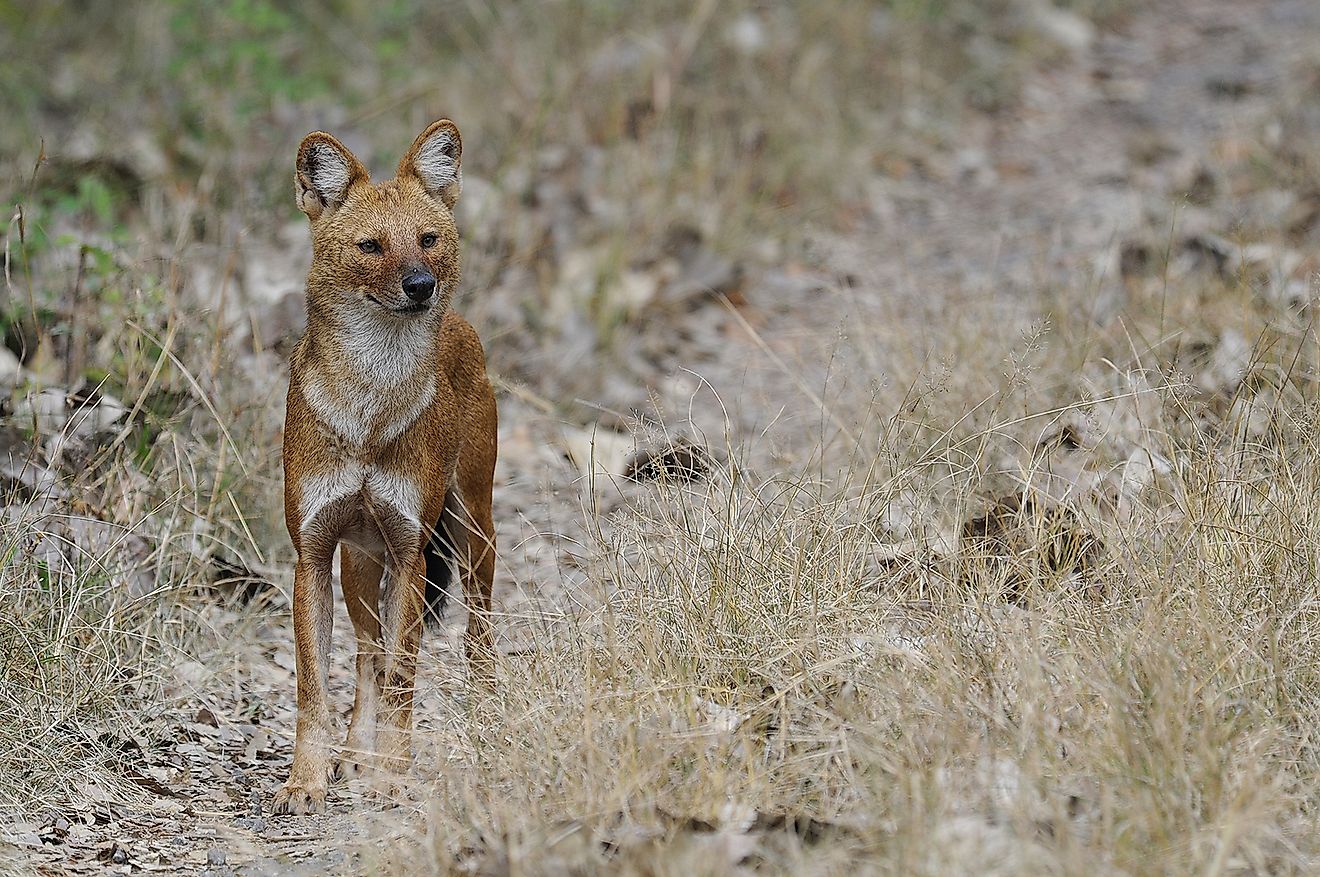 Asia's Dhole Populations At Risk Of Extinction