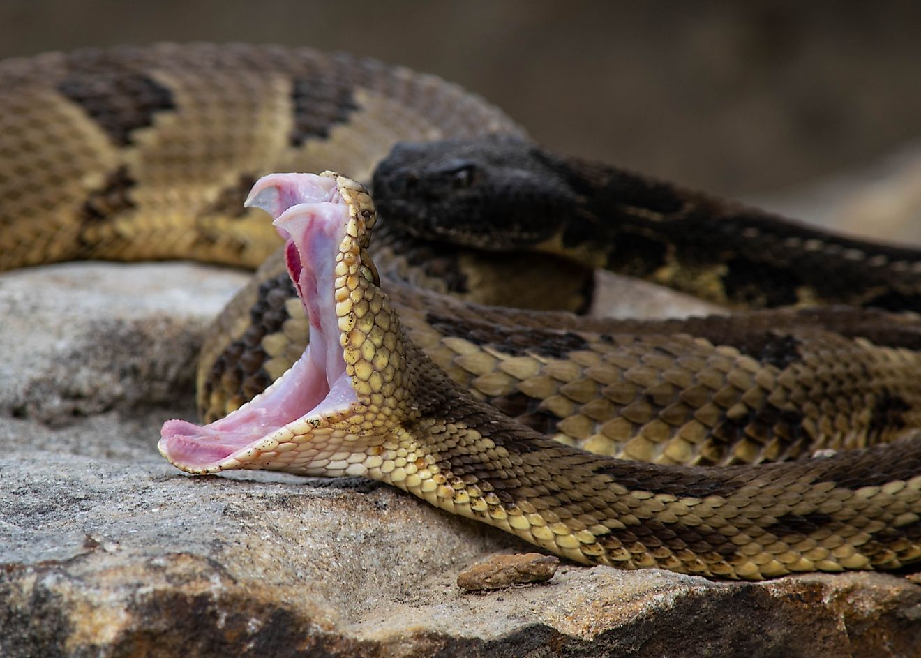 5 Snake-Filled Waters In New York