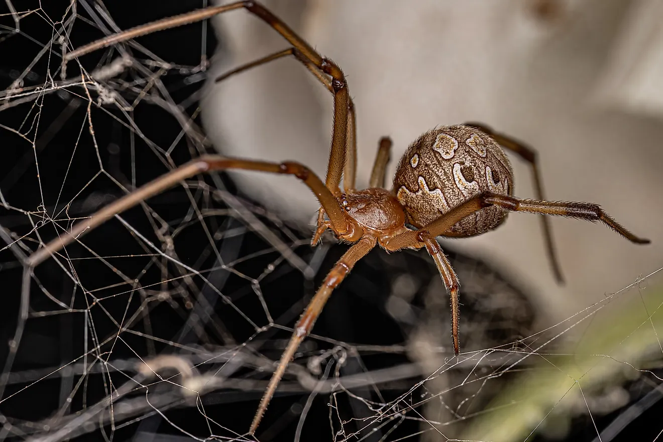 4 Most Venomous Spiders in Georgia