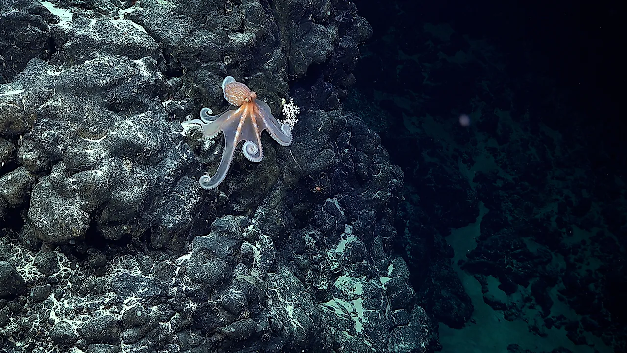 Over 150 Species Found in Underwater Mountain Range