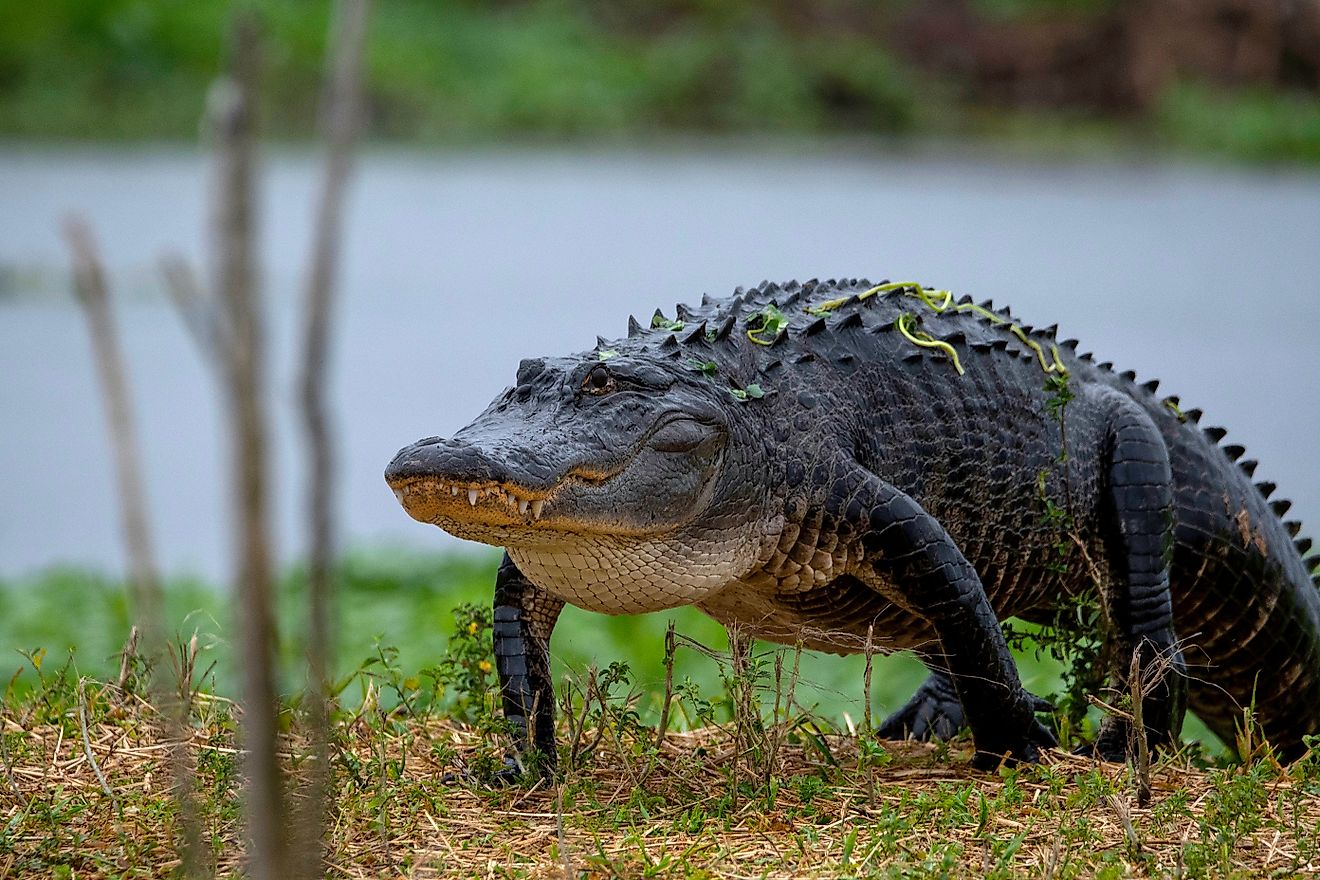 5 Most Alligator Filled Places In Louisiana