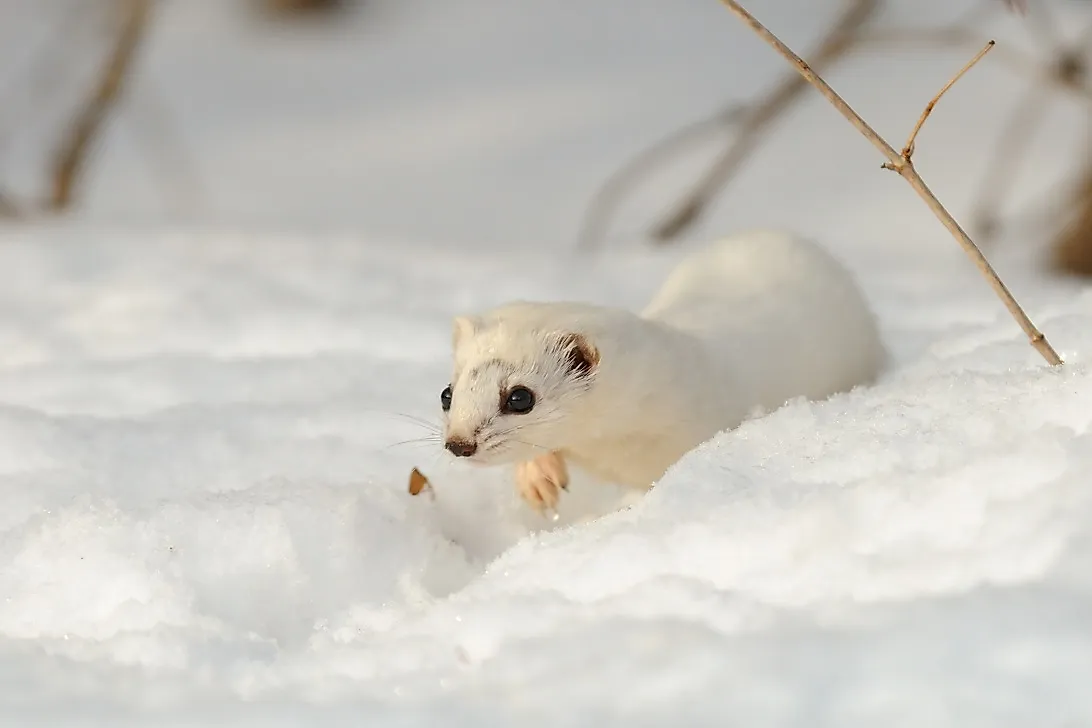 Least Weasel Facts: Animals of North America