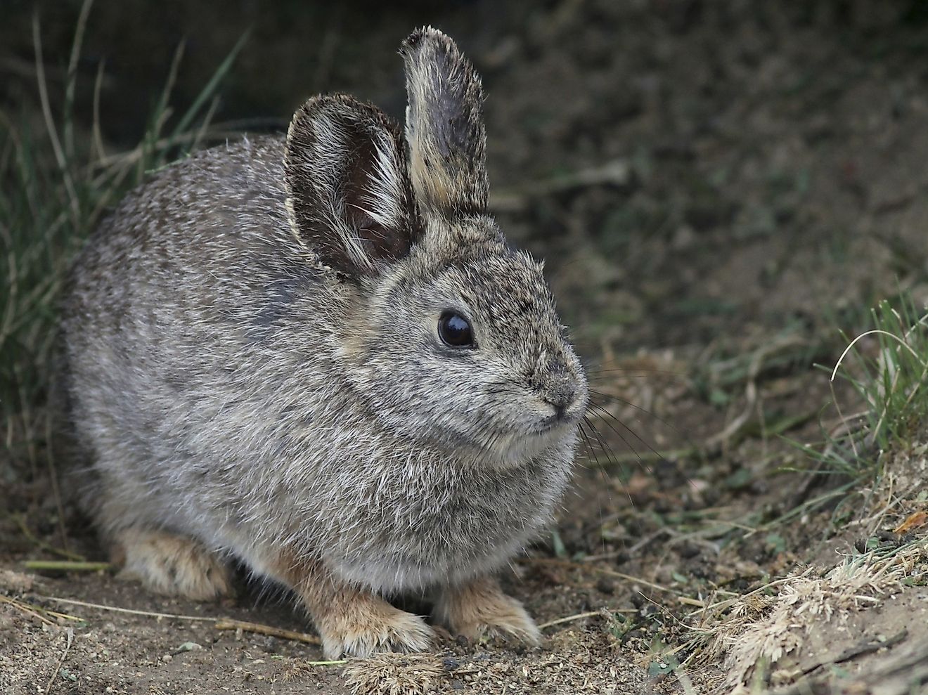 Pygmy Rabbit Facts: Animals of North America