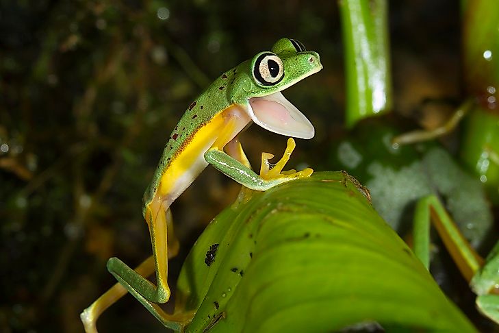 Costa Rica's Critically Endangered Amphibians