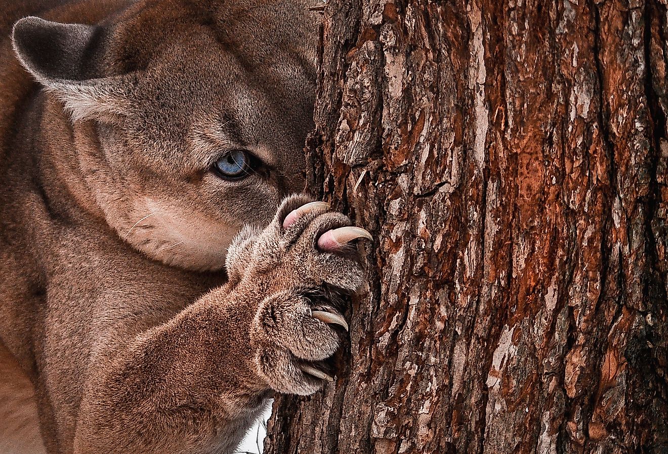 The 12 Deadliest Animals In Michigan
