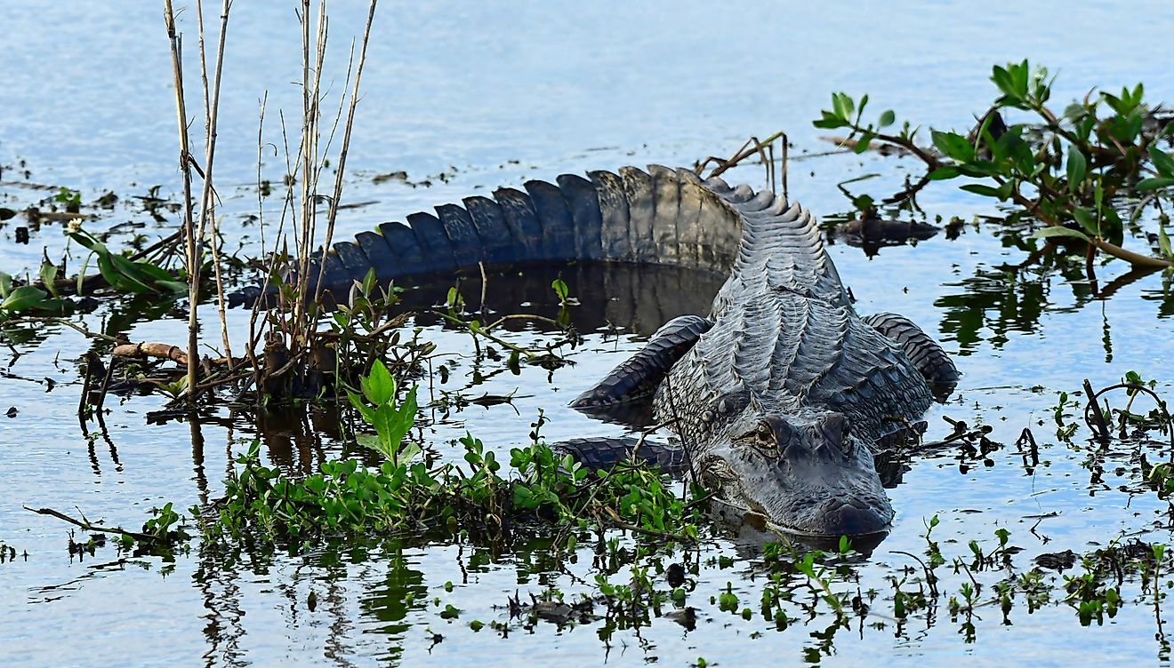 7 Most Alligator Filled Rivers In South Carolina