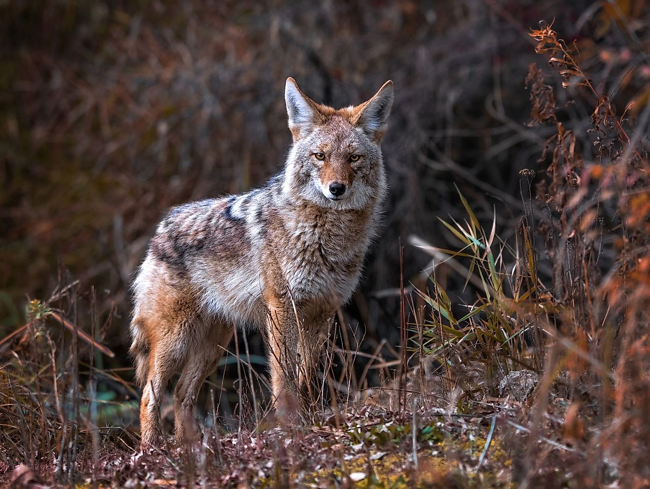 The 10 Deadliest Animals in Rhode Island