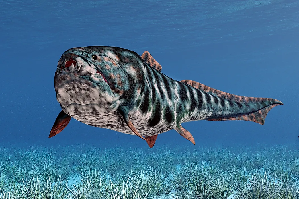 What is a Dunkleosteus?